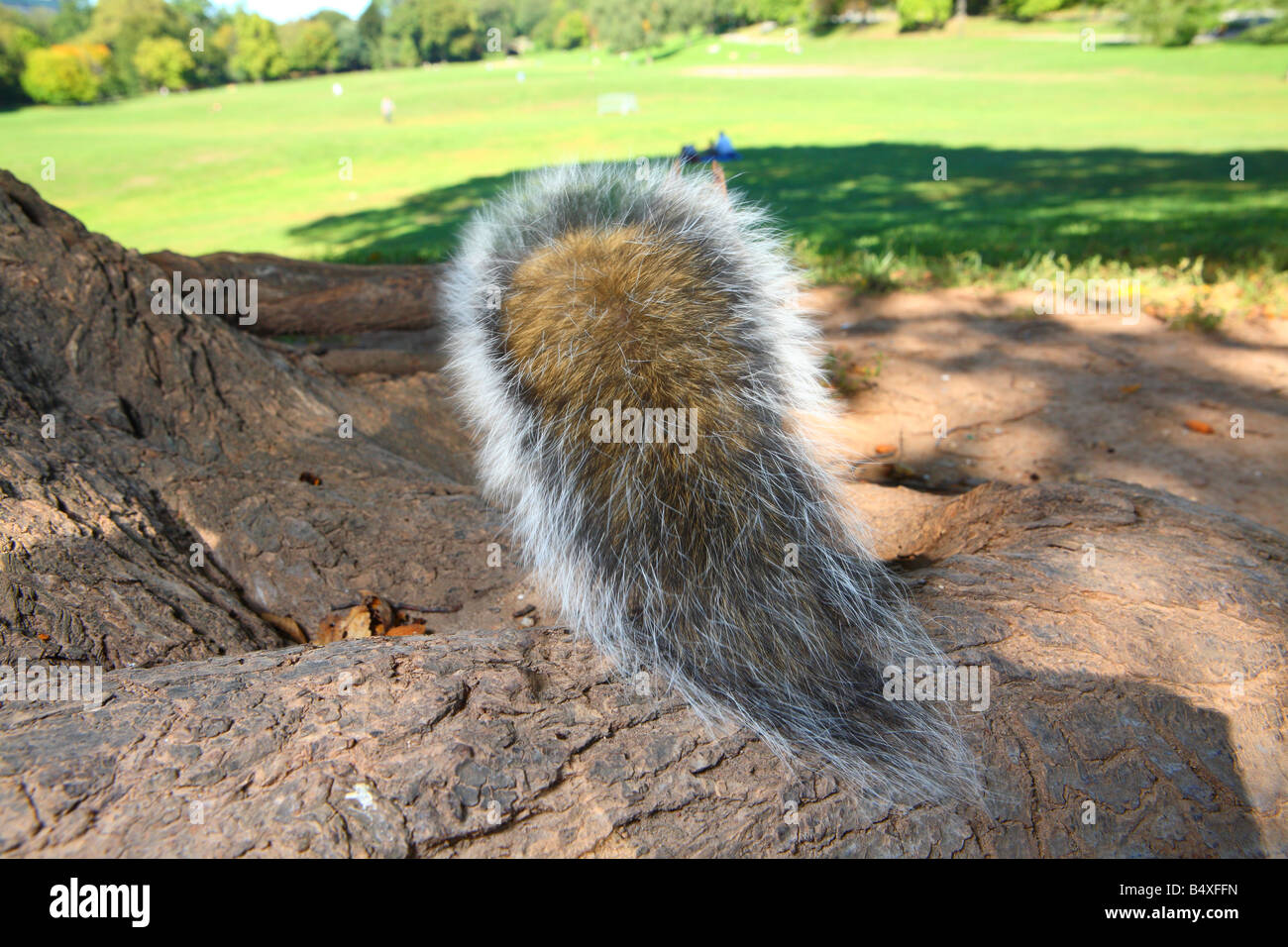 Wide angle close-up of a Squirrel (Tail Stock Photo - Alamy
