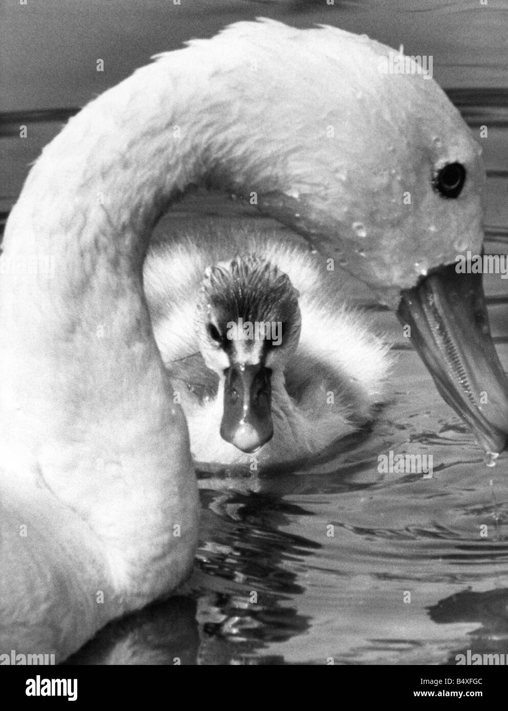 Cygnet birds wildlife Black and White Stock Photos & Images - Alamy