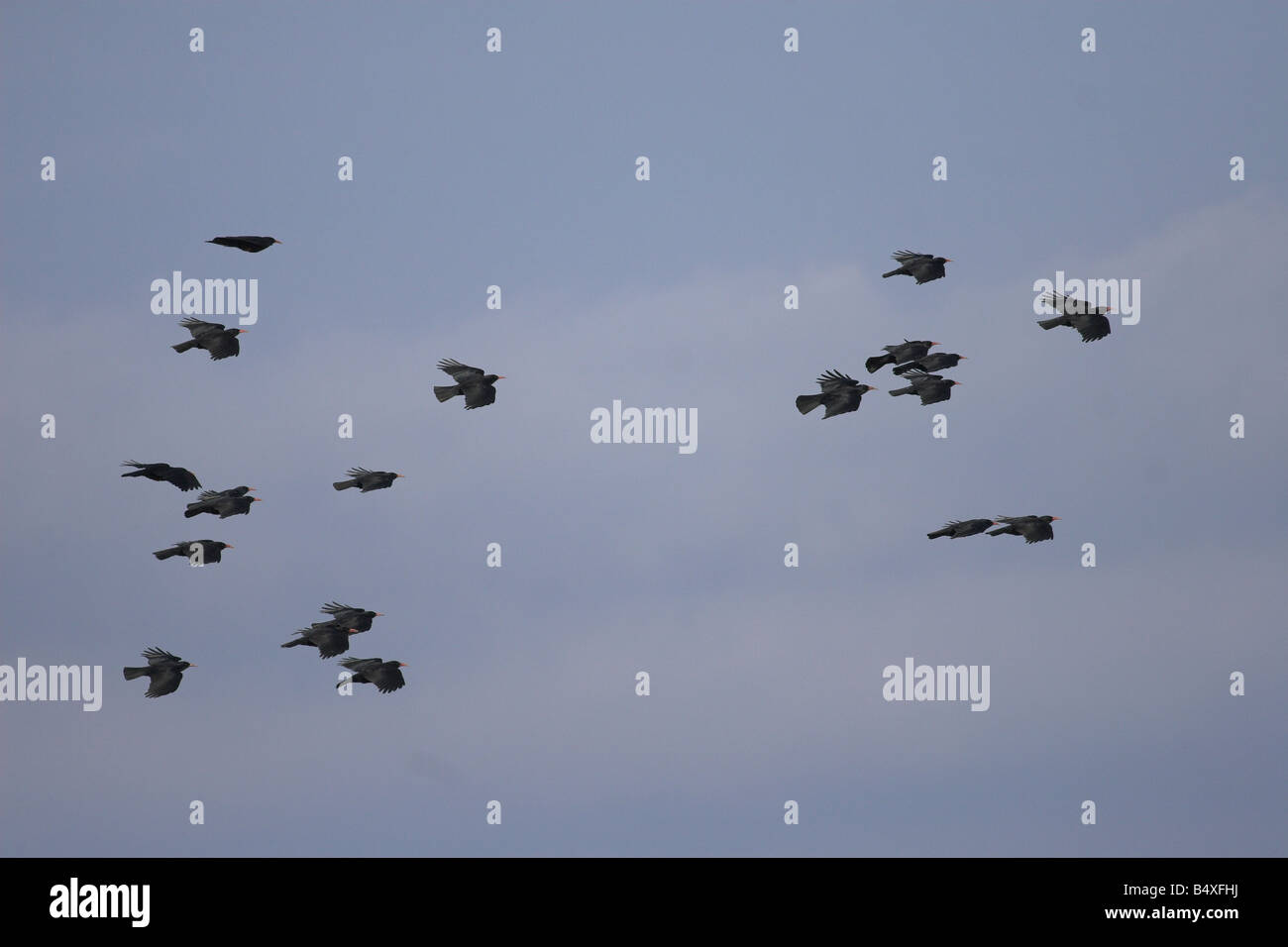 Chough islay hi-res stock photography and images - Alamy