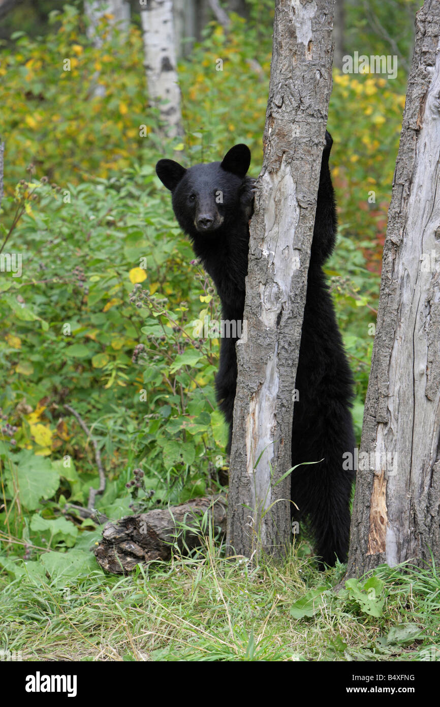 Black Bear Ursus americanus cub standing upright erect on its hind legs ...