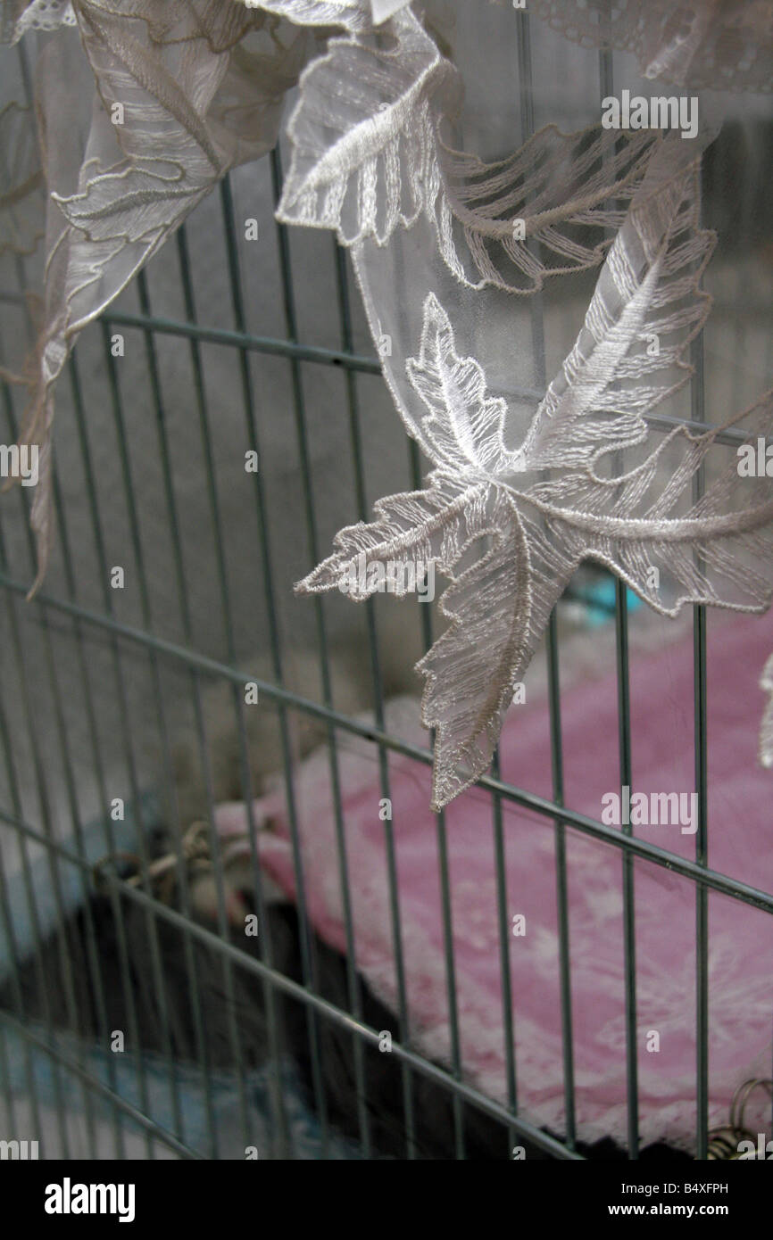 lace cover on pet animal cat cage Stock Photo - Alamy