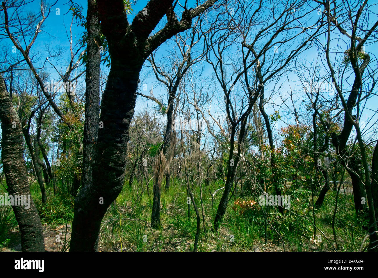 BURNED FOREST IN KU RING GAI CHASE NATIONAL PARK NEW SOUTH WALES ...