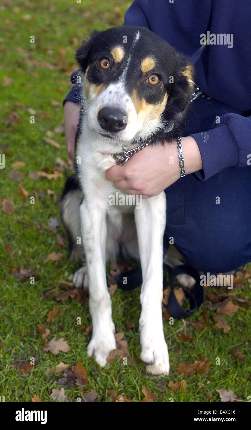 One of the countless animals abandon over the Christmas period seen ...