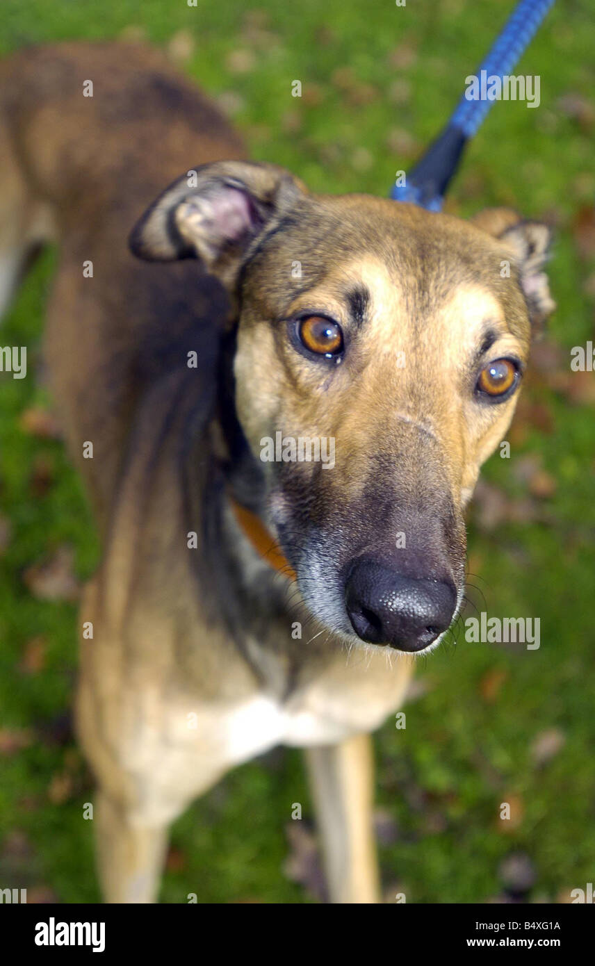 One of the countless animals abandon over the Christmas period seen ...