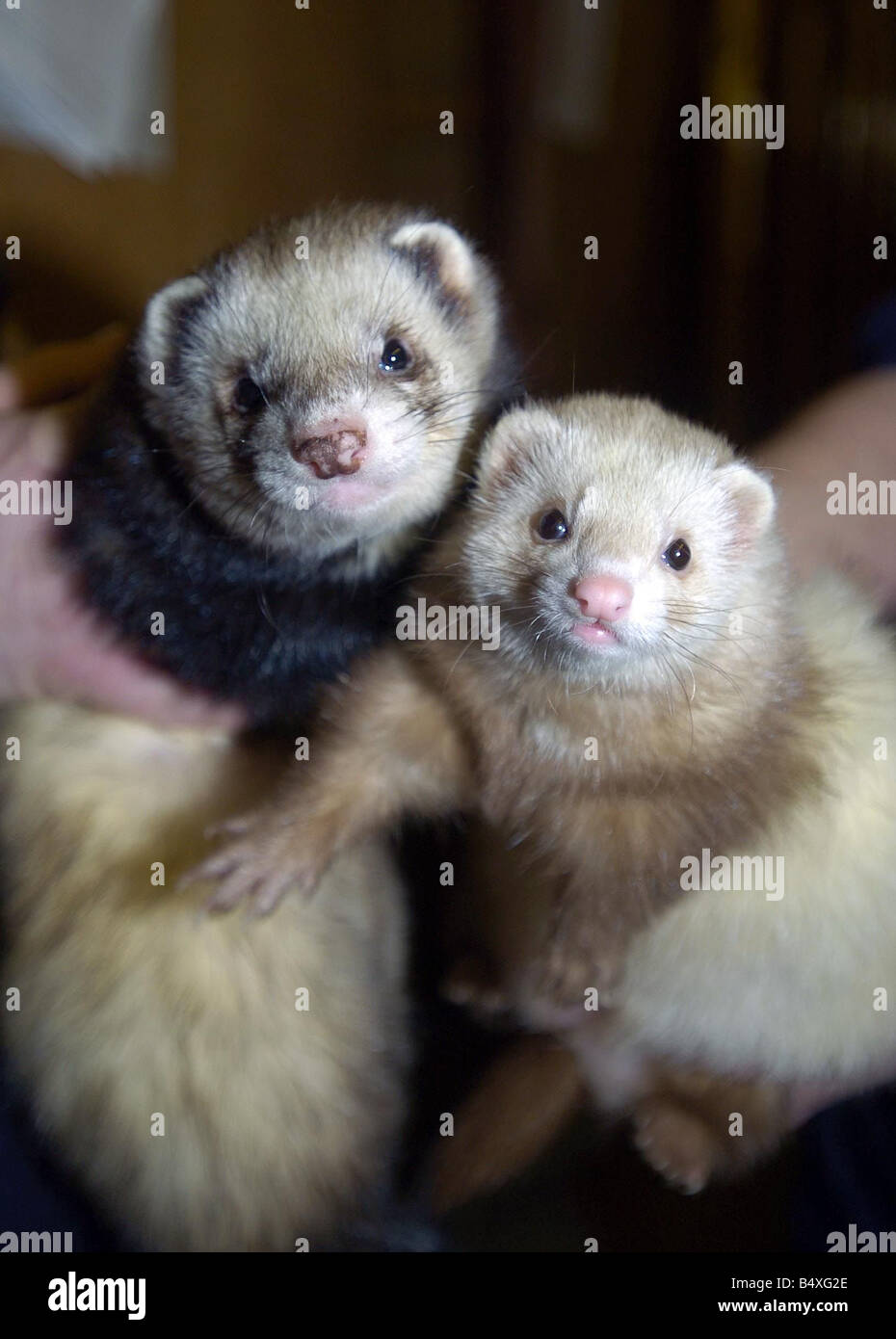 One of the countless animals abandon over the Christmas period seen ...