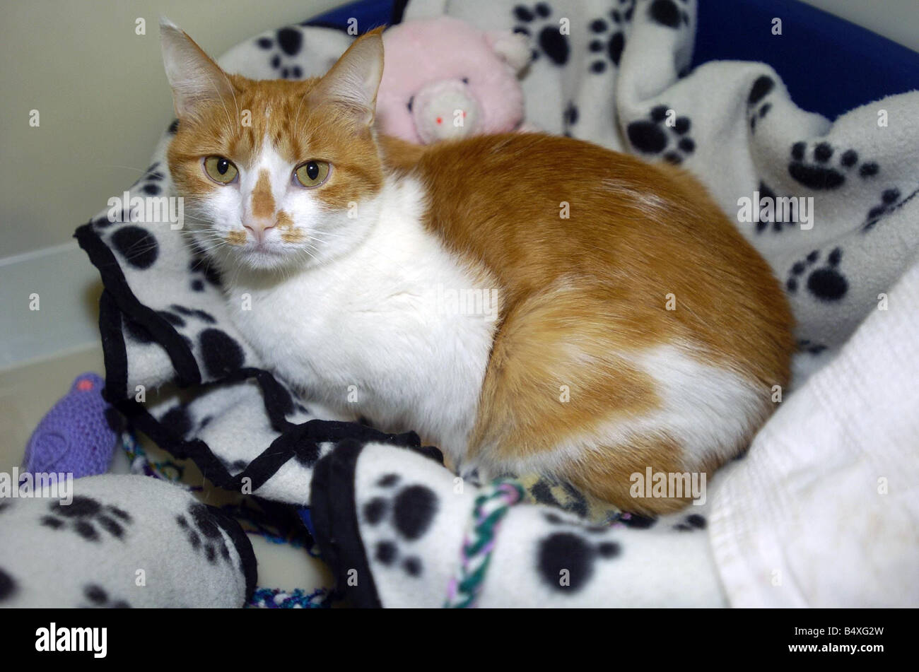 One of the countless animals abandon over the Christmas period seen ...