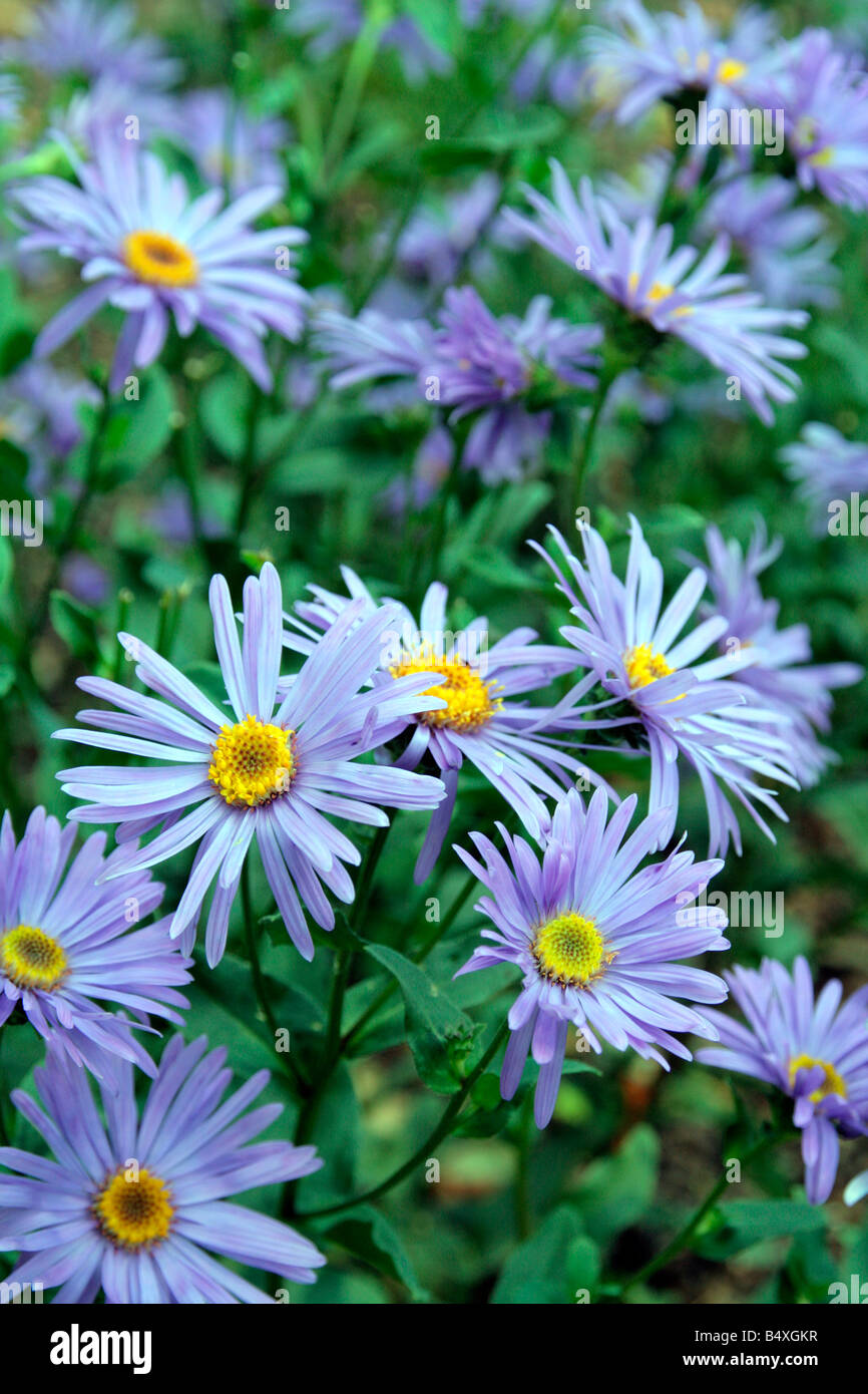 Aster amellus autumn hi-res stock photography and images - Alamy