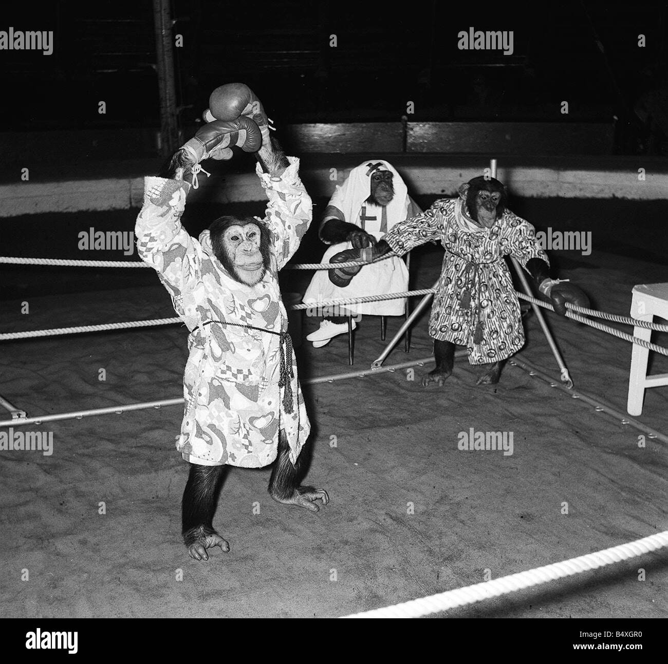 Chimps boxing match at Bertram Mills Circus 1955 aniimals unusual Stock ...