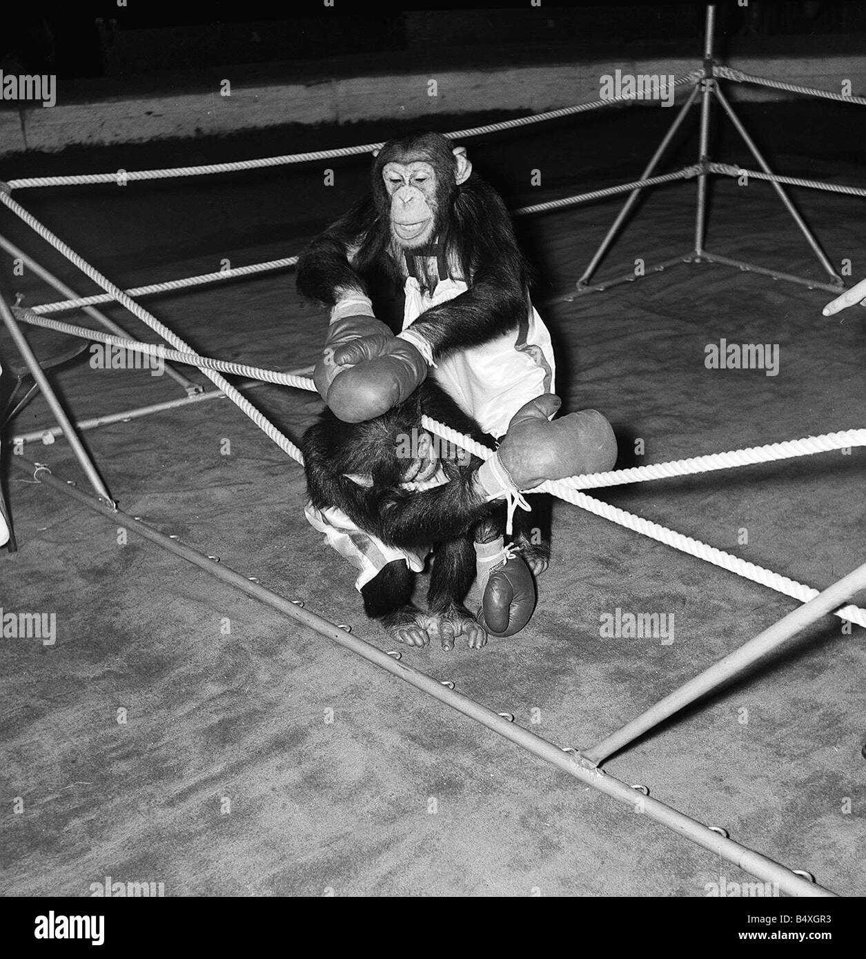 Chimps boxing match at Bertram Mills Circus 1955 aniimals unusual Stock ...