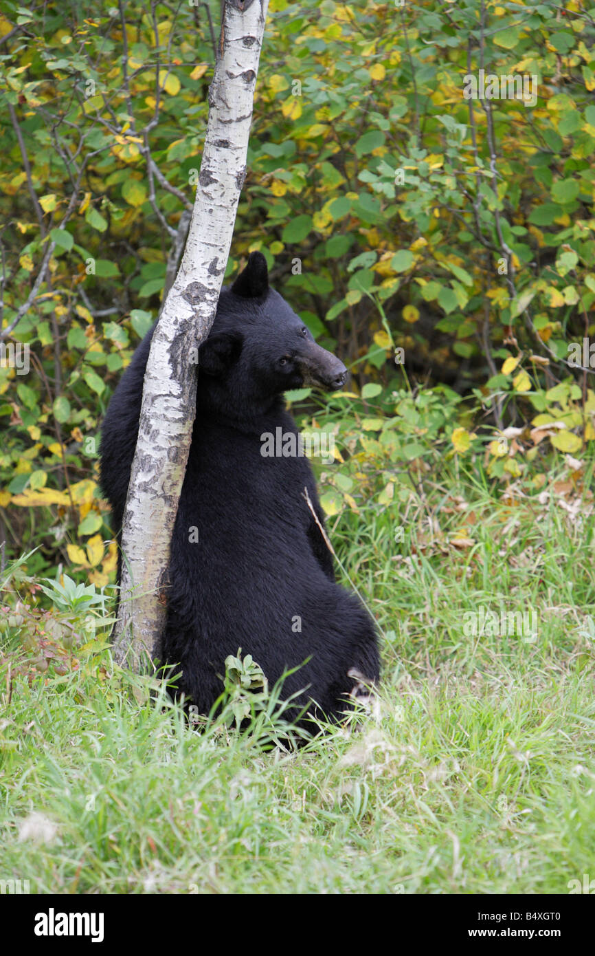 Bear Tree On Its Back