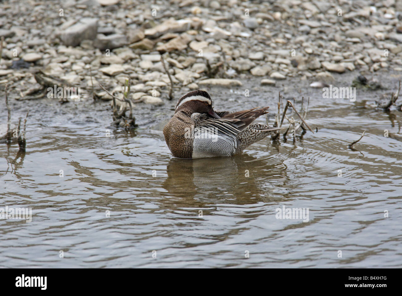 GARGANEY Anas querquedula DRAKE PREENING SIDE VIEW Stock Photo - Alamy