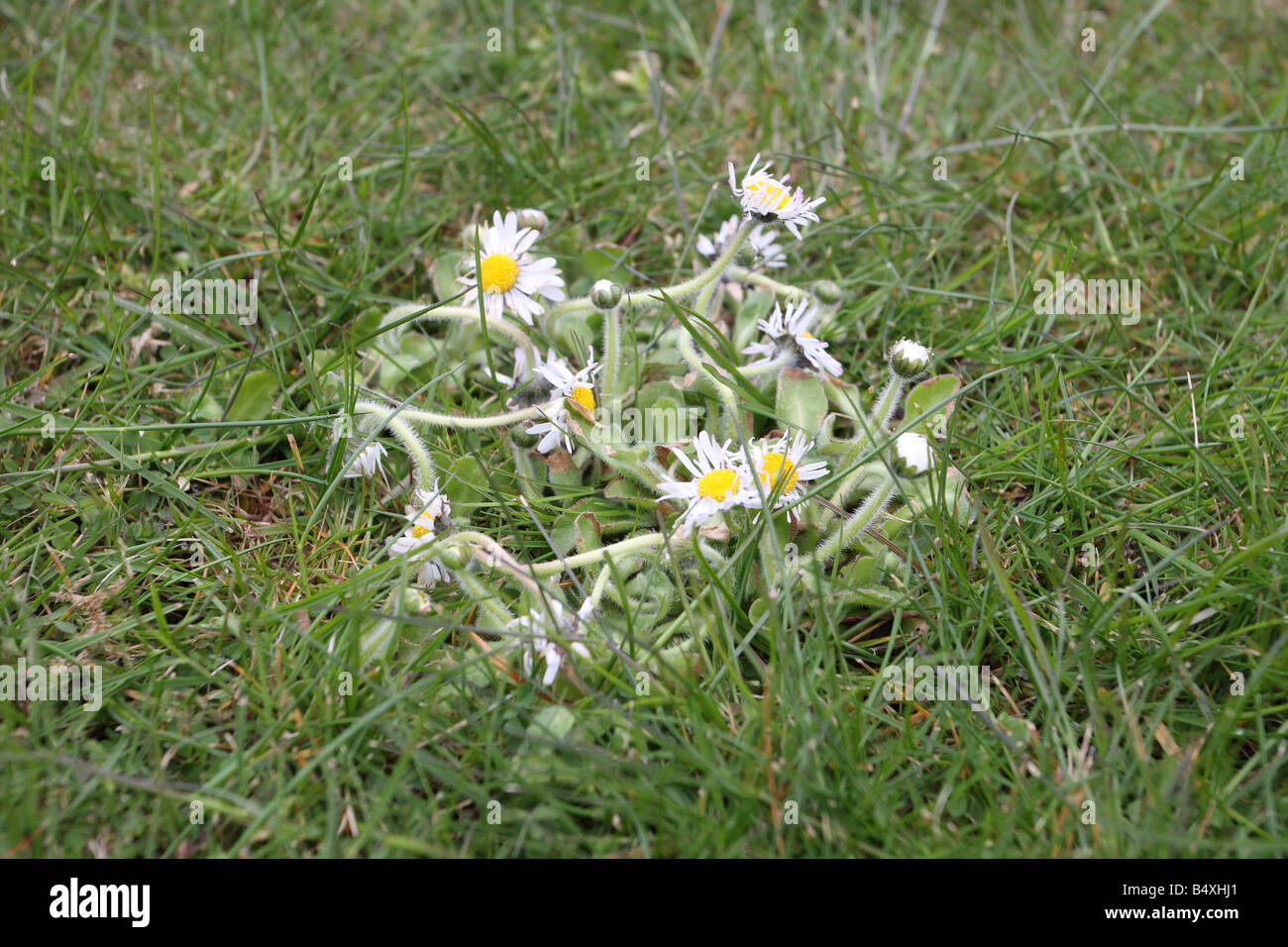 Lawn feed and weed hi-res stock photography and images - Alamy