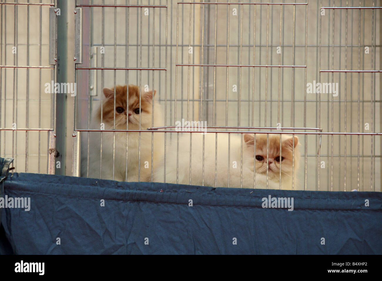 Cats in cage hi-res stock photography and images - Alamy