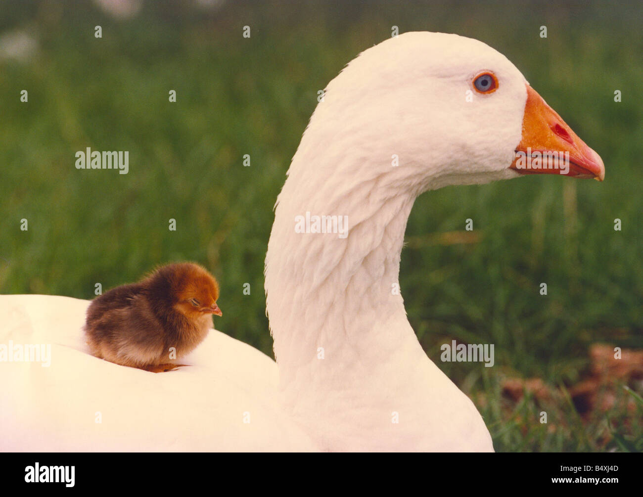 Mother goose with her adopted hen chicks Stock Photo - Alamy