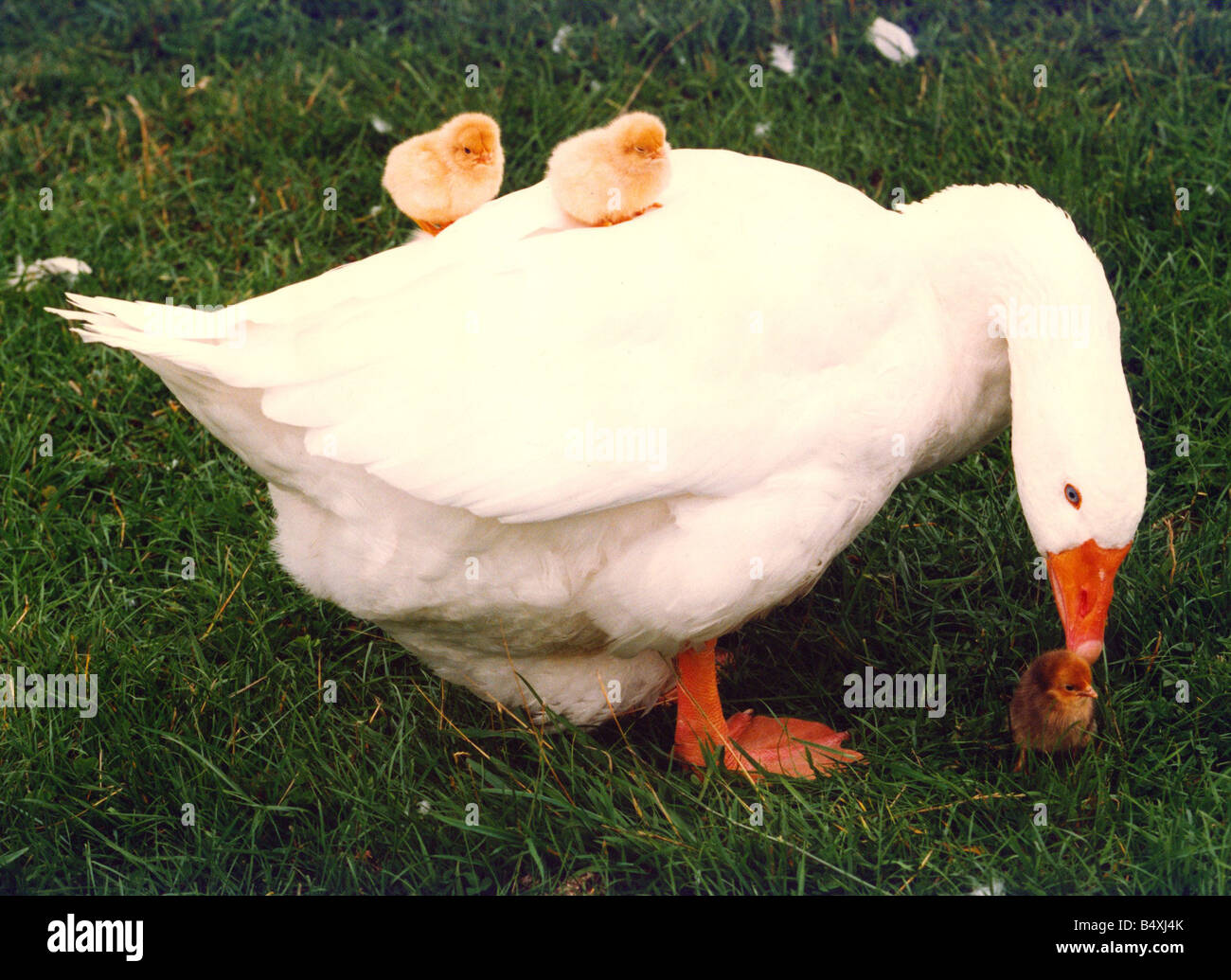 Mother goose with her adopted hen chicks Stock Photo - Alamy