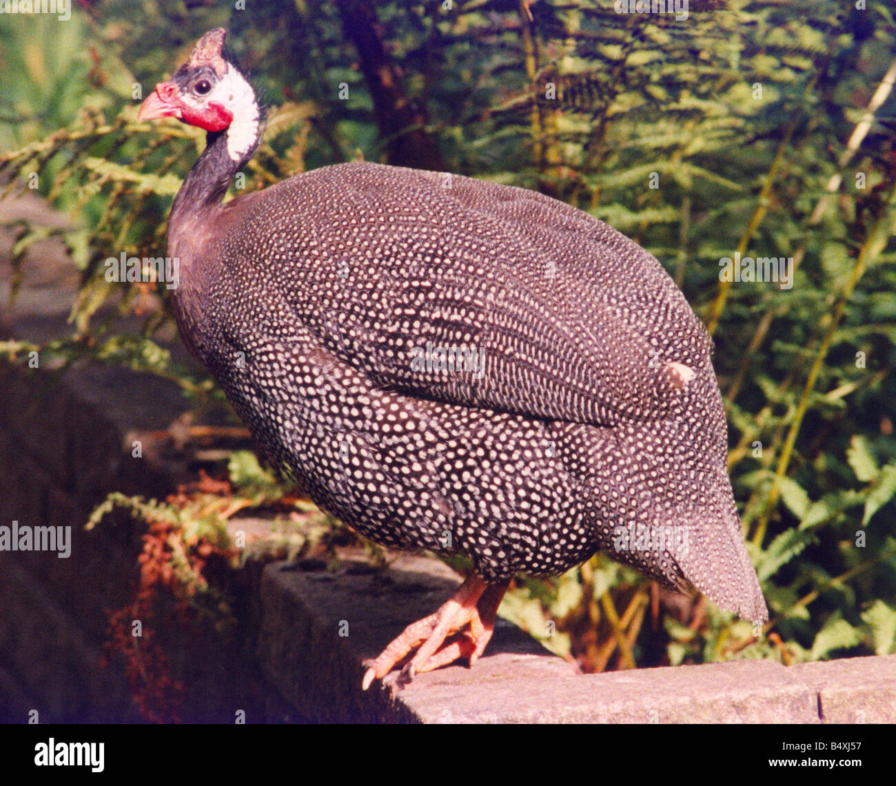 A Helmeted Guinea Fowl Stock Photo - Alamy