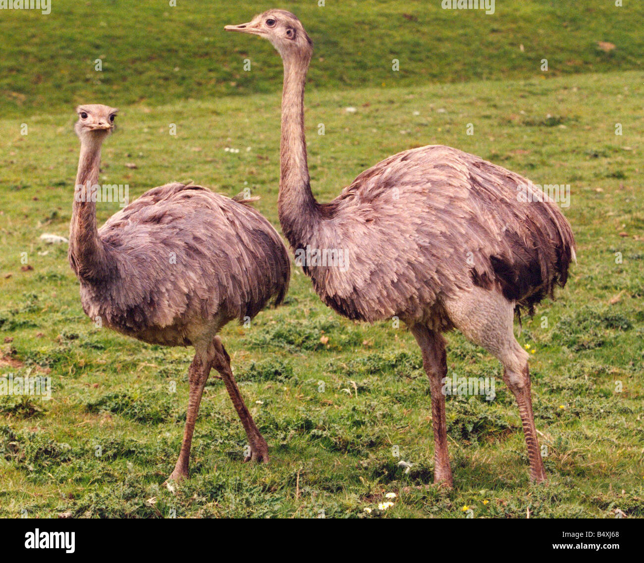 Two emus hi-res stock photography and images - Alamy