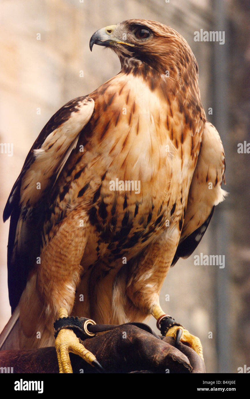A Red Tailed Hawk bird of prey Stock Photo - Alamy