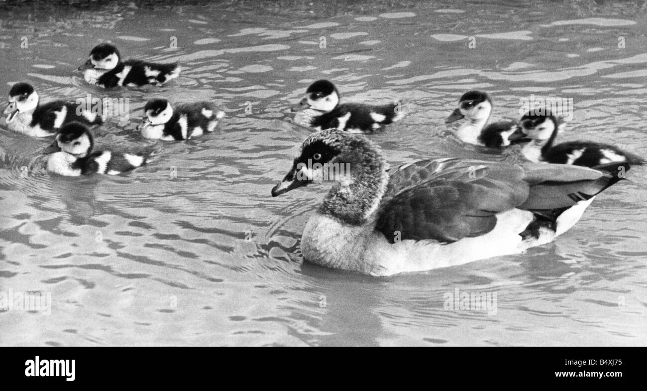 An Egyption Goose with her goslings having their first dip in the water ...