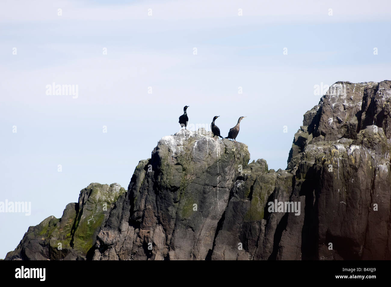 Birds cliffs hi-res stock photography and images - Alamy