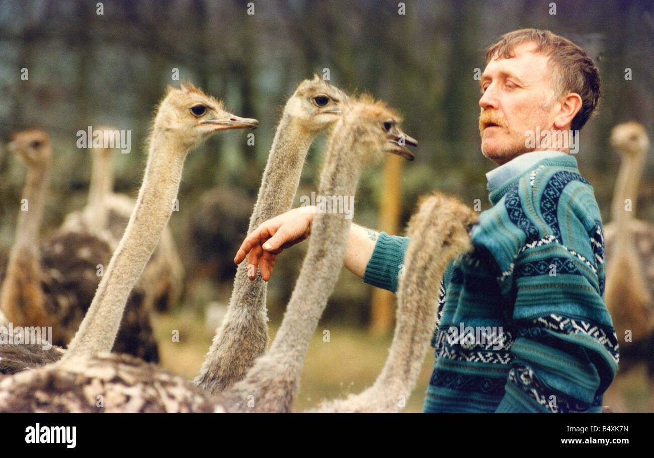 These angry emus want to know when they are going to be fed Stock Photo ...