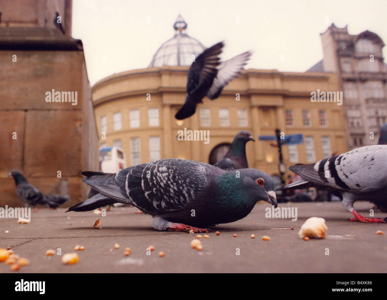 A flock of Pigeons feeding Stock Photo - Alamy