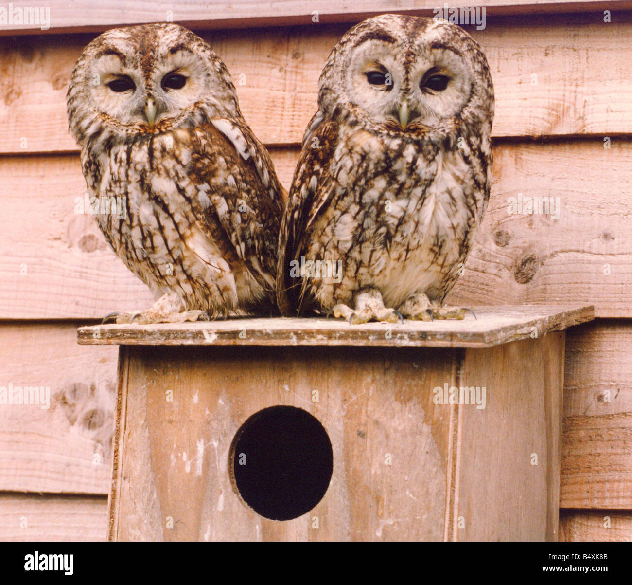 These juvenile owls like each others company Stock Photo - Alamy