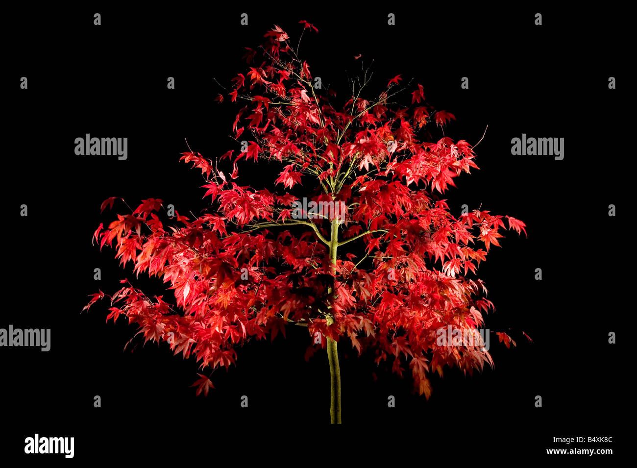 Shot of a Japanese maple tree taken at night using multiple flash ...