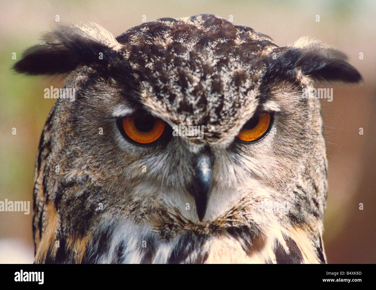 An eagle owl Stock Photo - Alamy