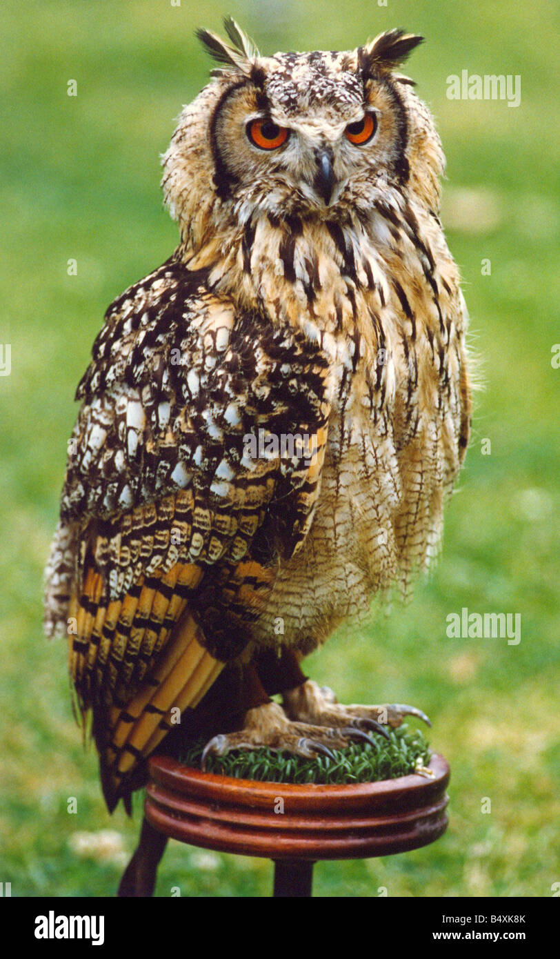 An Eagle Owl Stock Photo - Alamy