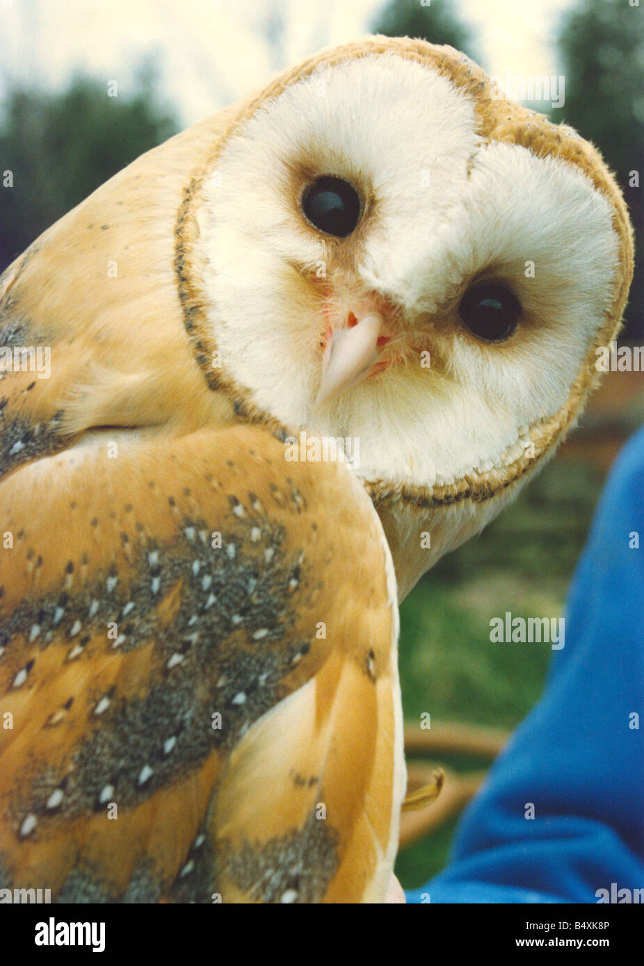 A Barn Owl Stock Photo - Alamy