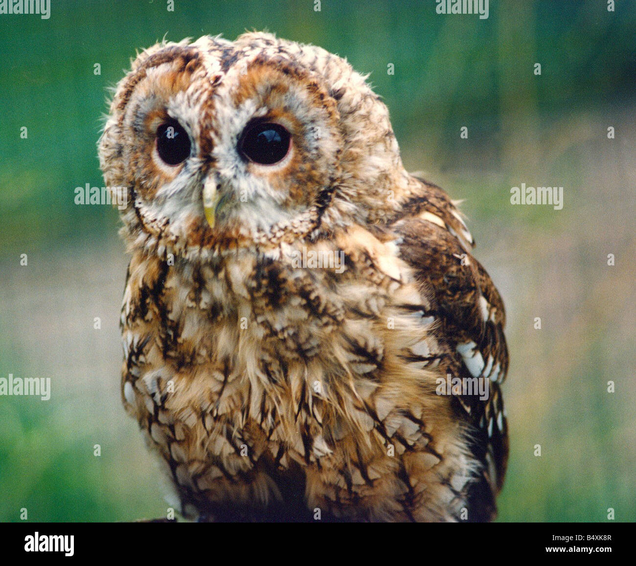 A young owl Stock Photo - Alamy