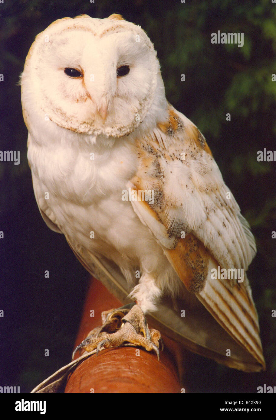 A Barn Owl Stock Photo - Alamy