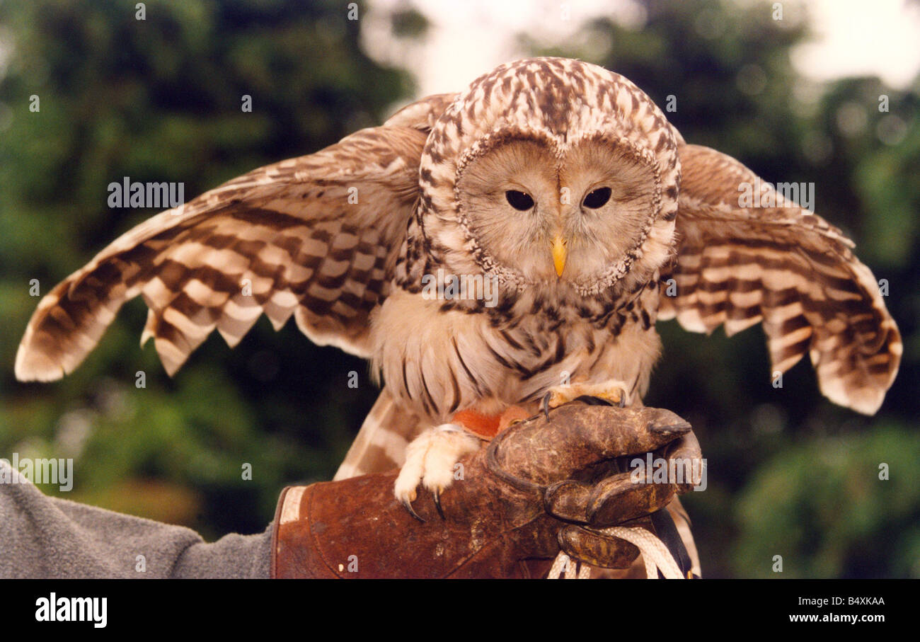 Owl talons hi-res stock photography and images - Alamy