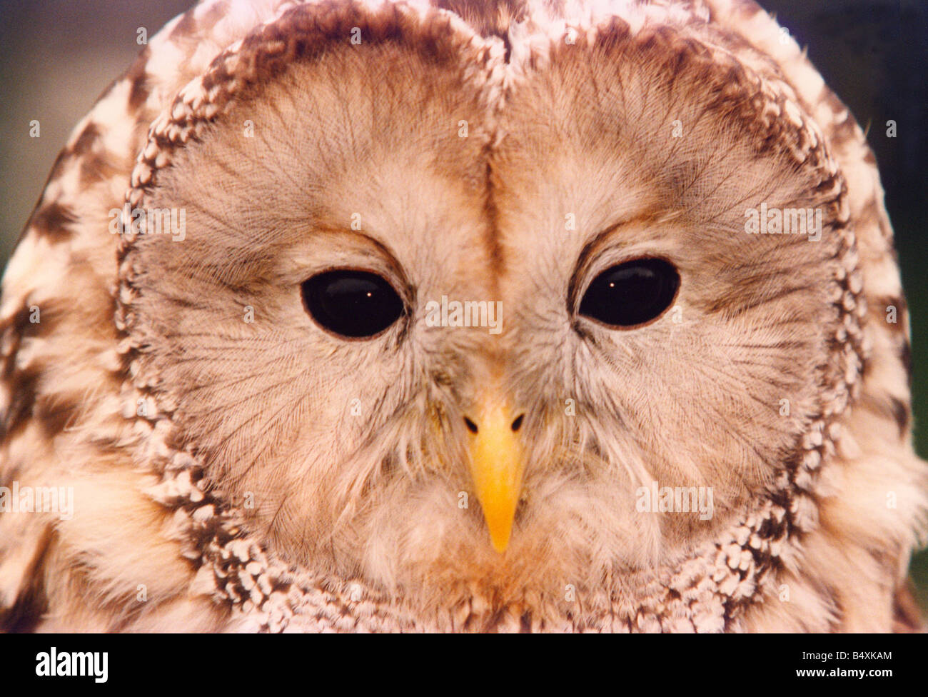 An Ural Owl Stock Photo - Alamy