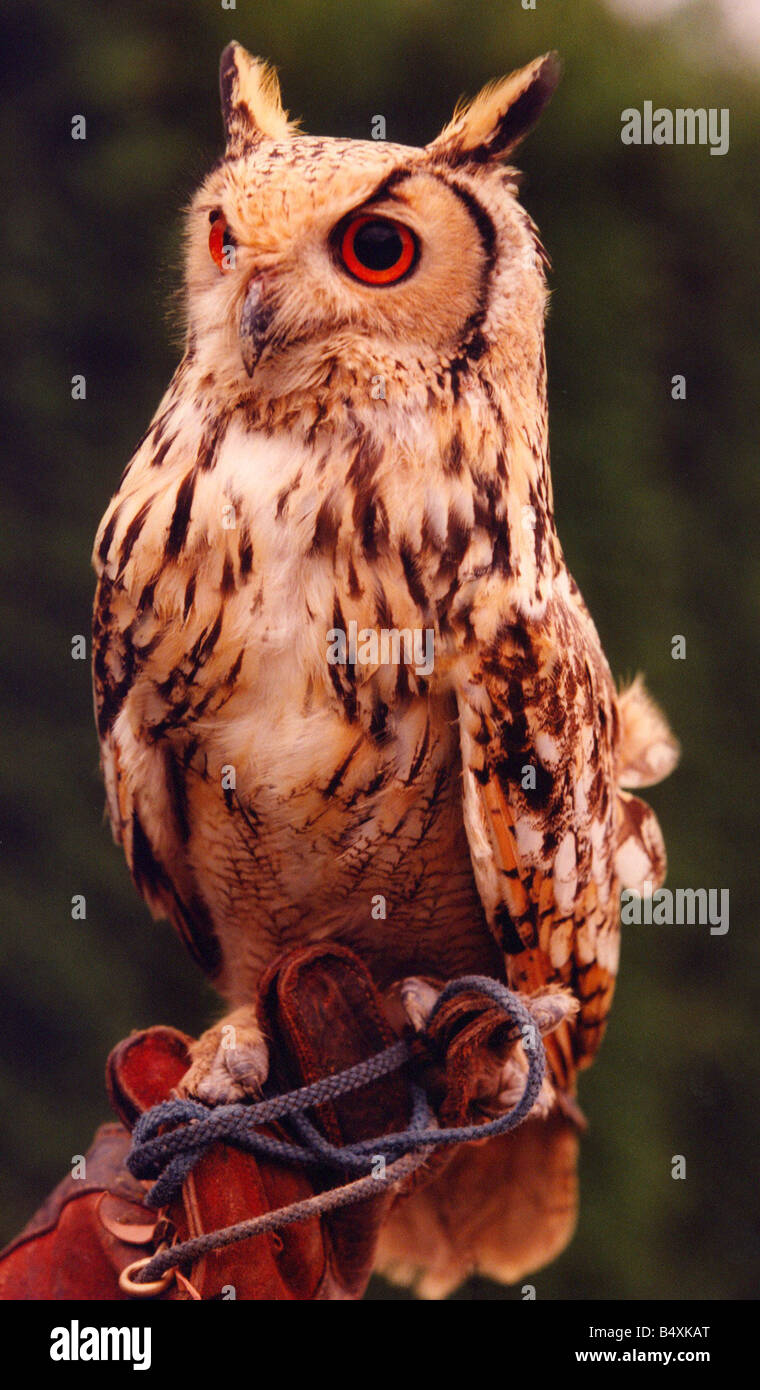 A young Eagle Owl Stock Photo - Alamy