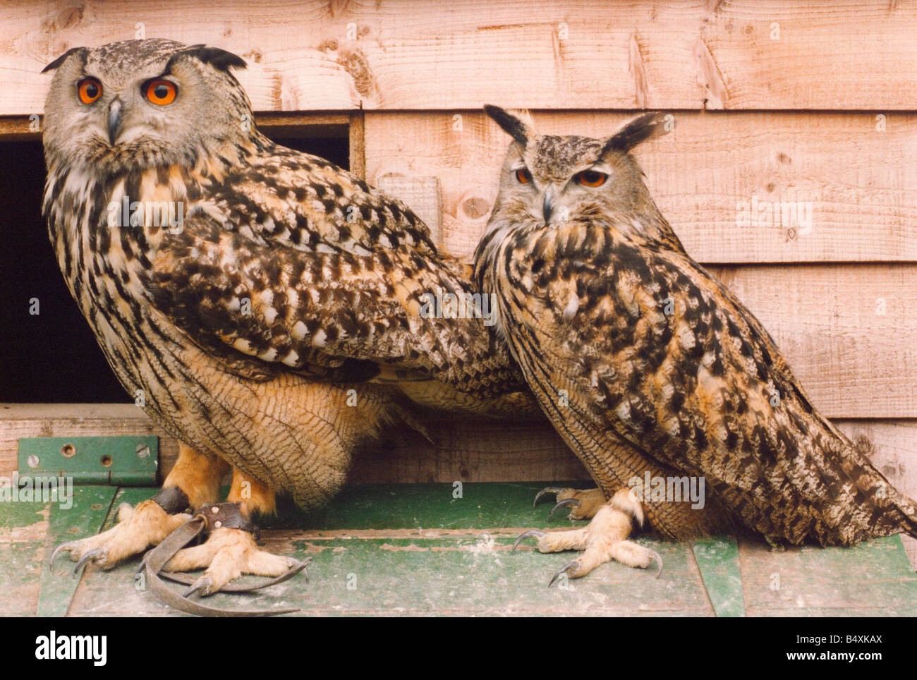 Two Eagle Owls Stock Photo - Alamy