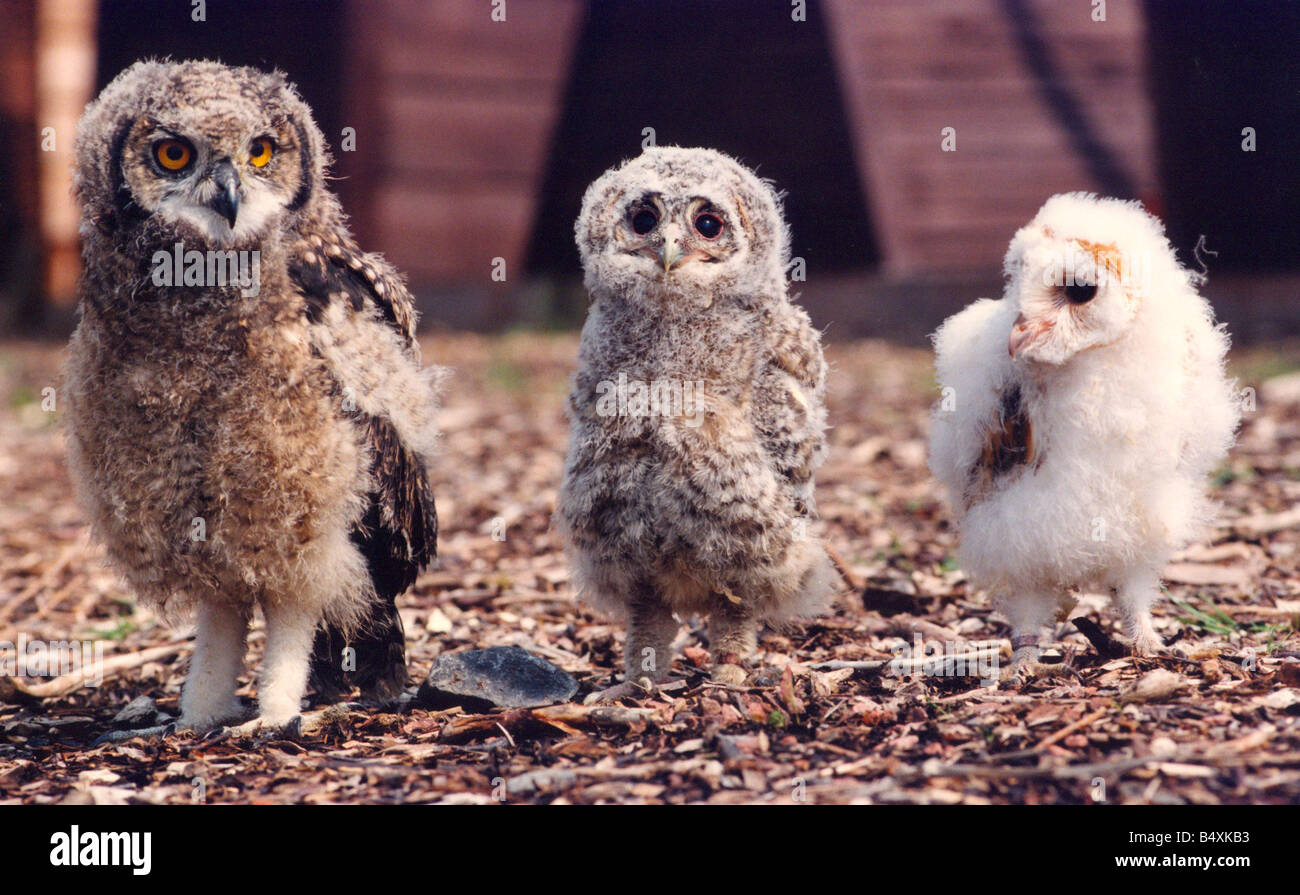 Three young owls at different stages of development Stock Photo - Alamy
