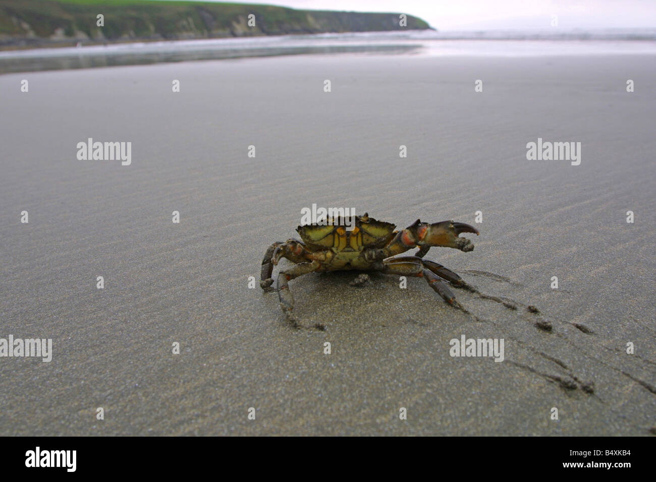Shore crab, Carcinus maenas, on sandy beach Pembrokeshire coast ...