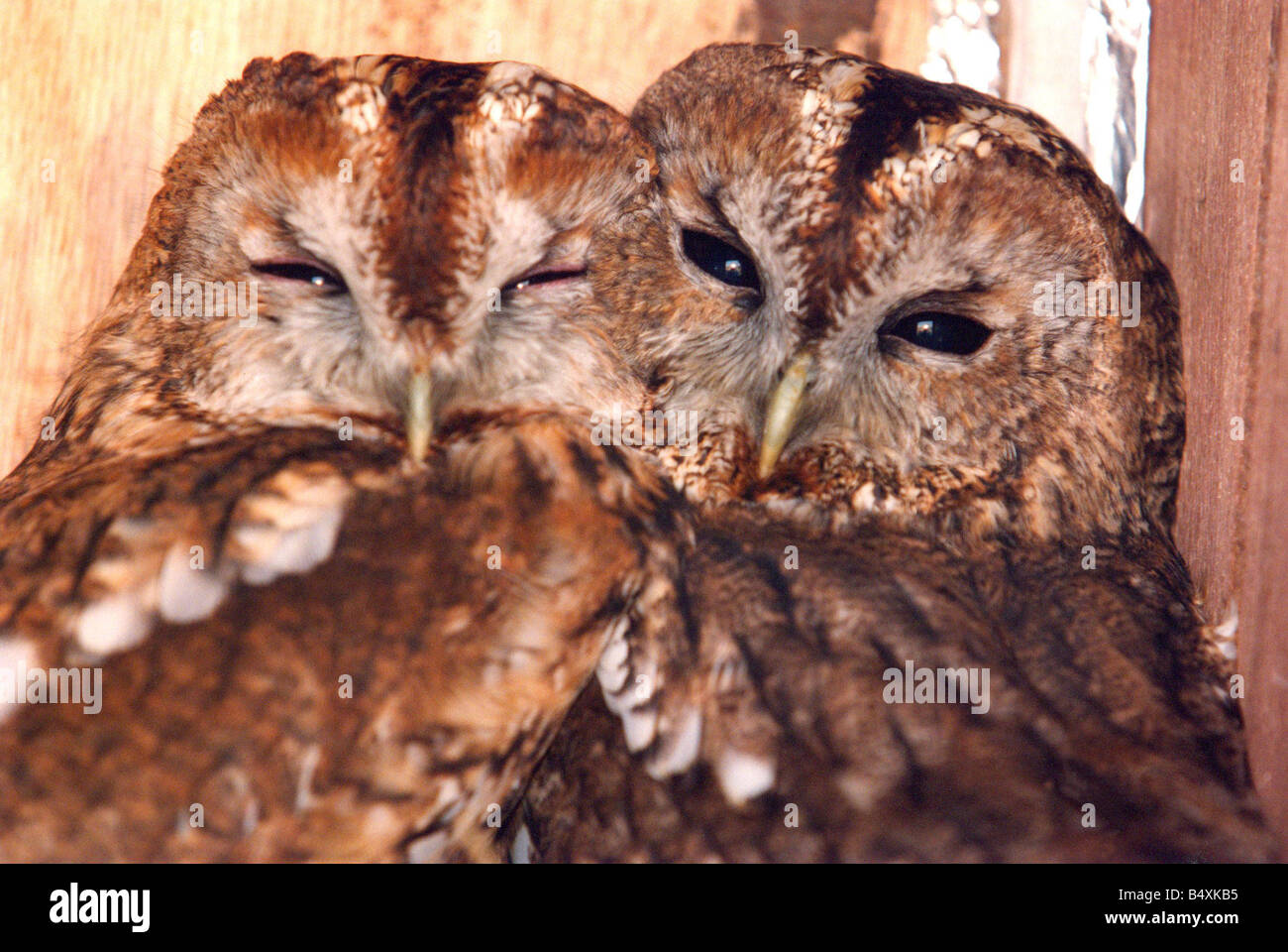These two owls like to cuddle up together Stock Photo - Alamy