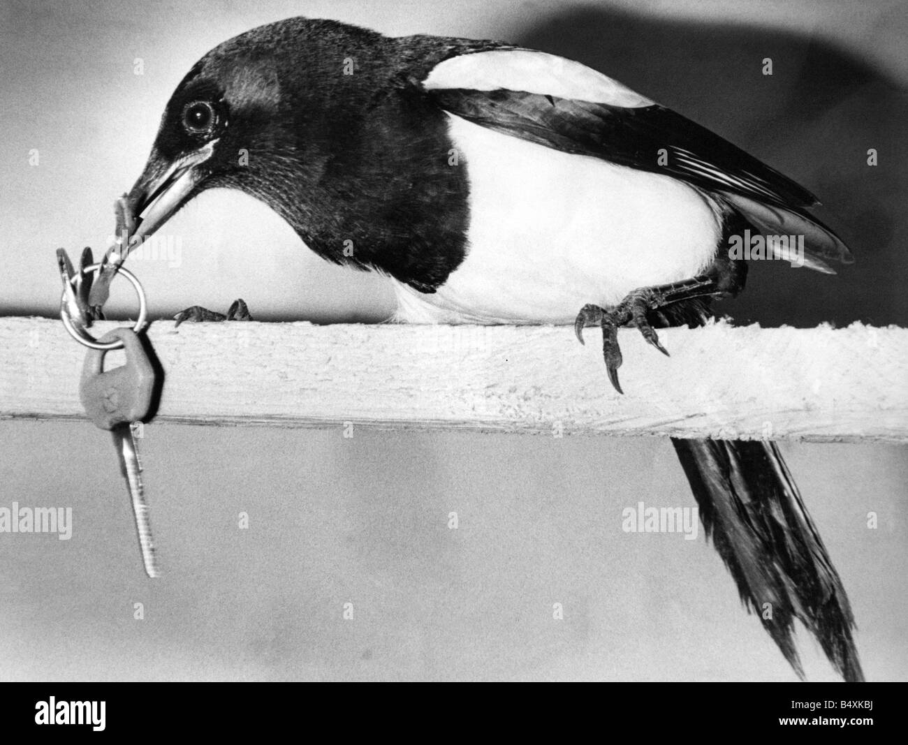 Are these your car keys this theiving Magpie has taken Stock Photo - Alamy