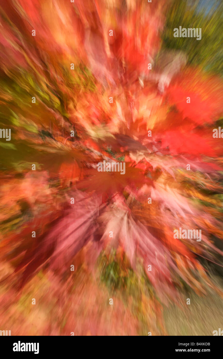 Explosion of leaves hi-res stock photography and images - Alamy