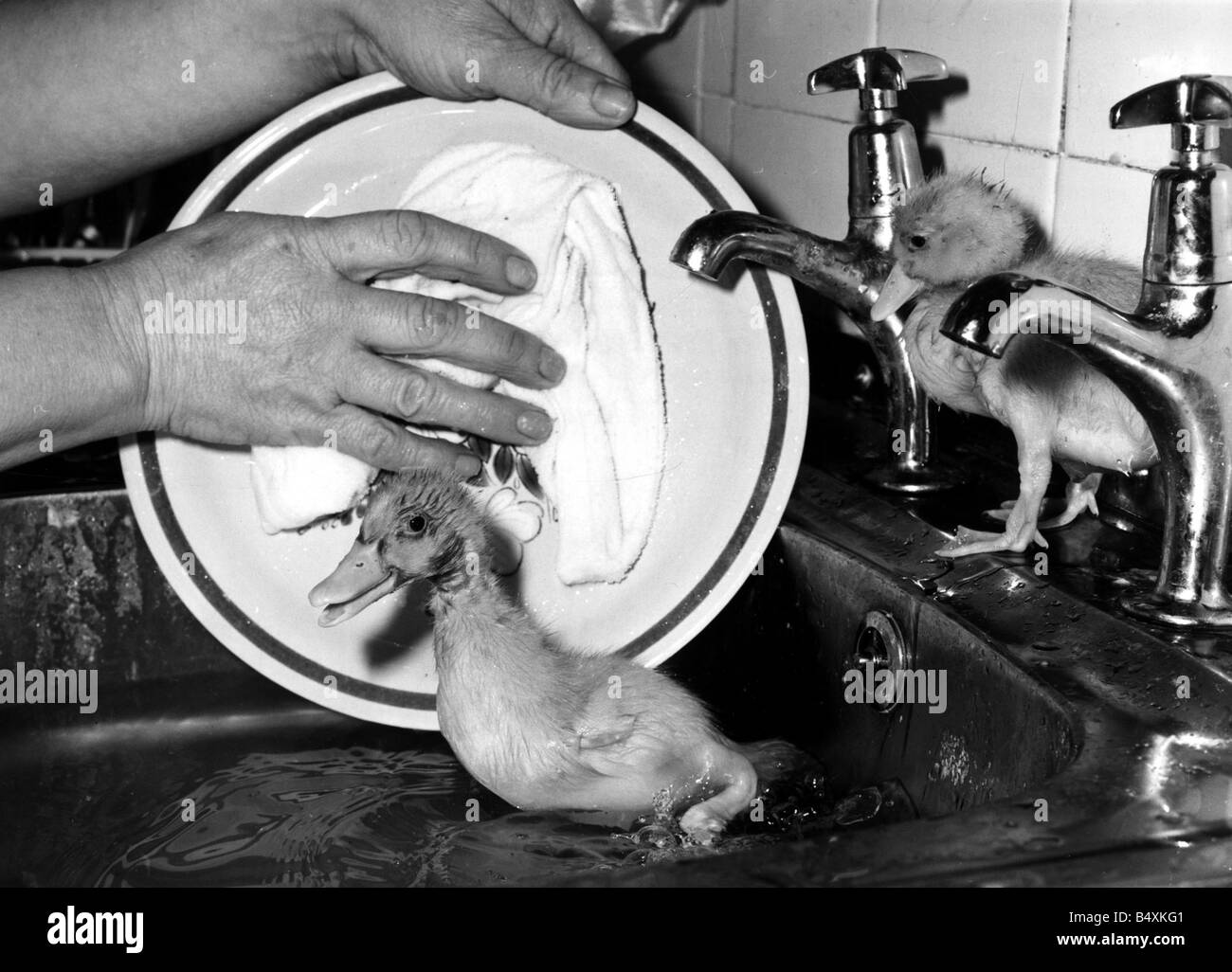 Two little ducklings in their owners sink as they help with the washing ...
