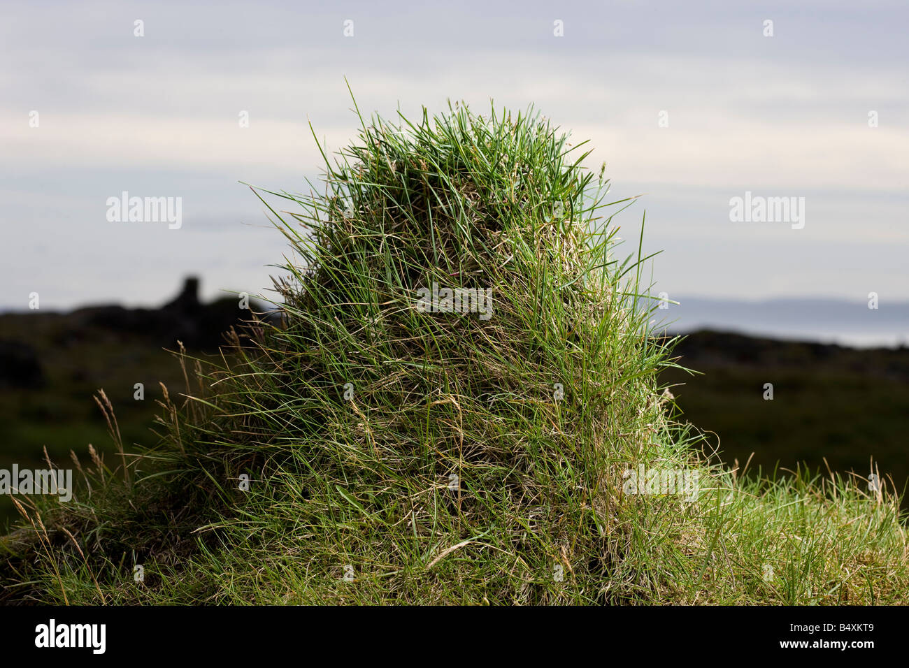 Tussock of grass hi-res stock photography and images - Alamy