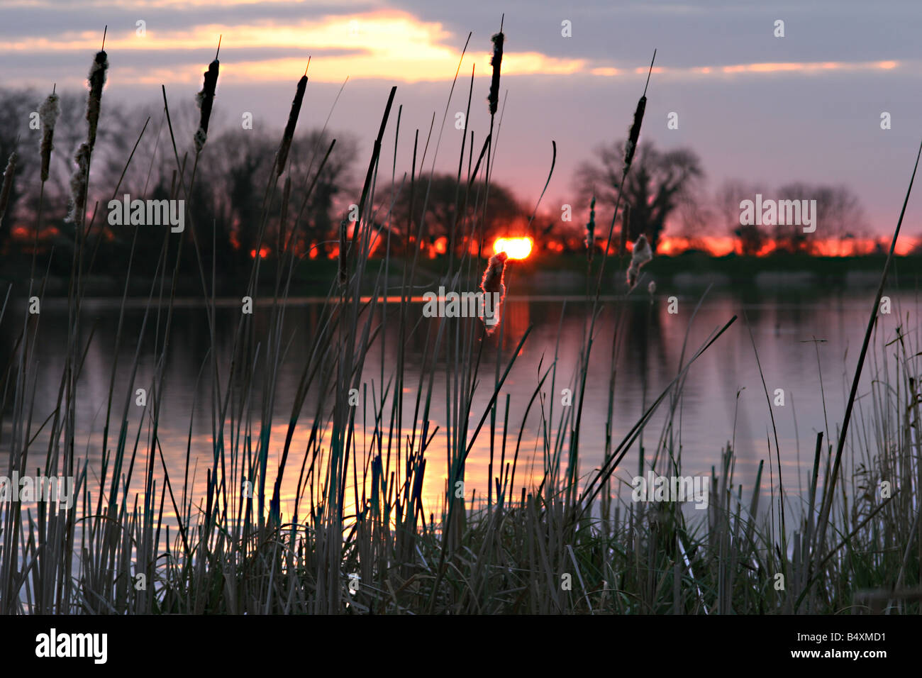 Reedbeds reeds hi-res stock photography and images - Alamy