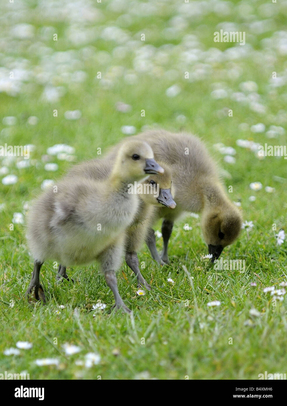 Greylag goose chicks eating in a field of daisies Stock Photo - Alamy