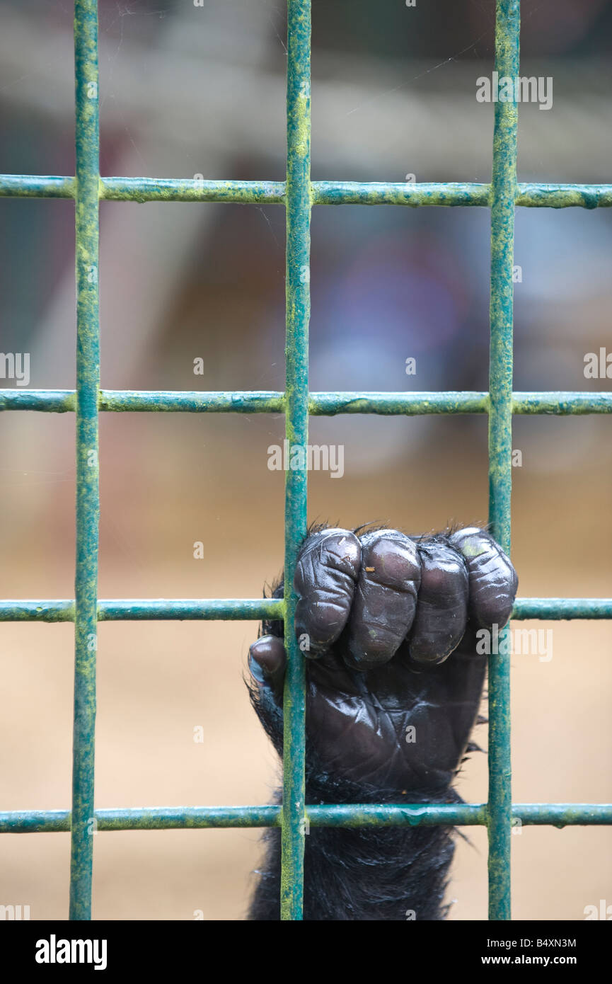 Baby gorilla at howletts wild animal park hi-res stock photography and ...