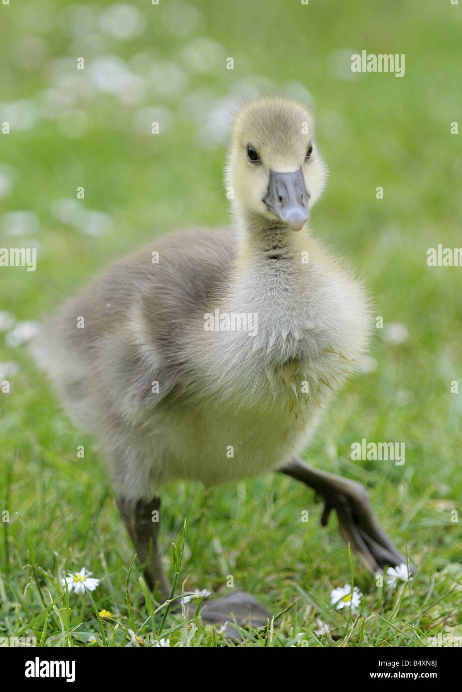 Greylag goose chick eating in a field of daisies Stock Photo - Alamy