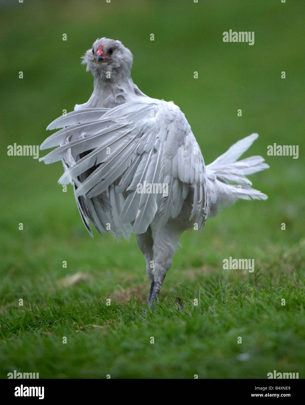 Chicken flapping wings hi-res stock photography and images - Alamy