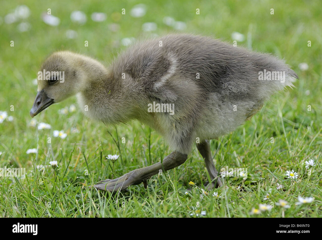Greylag goose chick eating in a field of daisies Stock Photo - Alamy